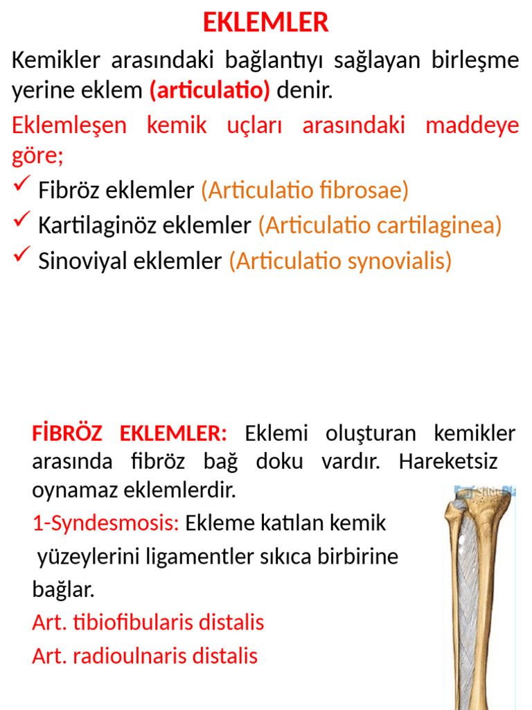 Antomi 4. Konu | PDF