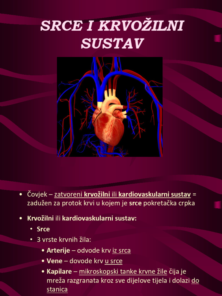 Srce I Krvožilni Sustav | PDF