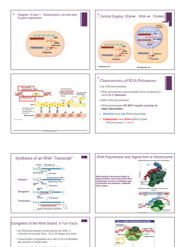 Chapter 16: Molecular Basis of Inheritance | PDF | Genetic Code | Rna