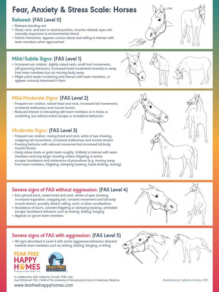 Equine FAS Scale | PDF | Lifestyle