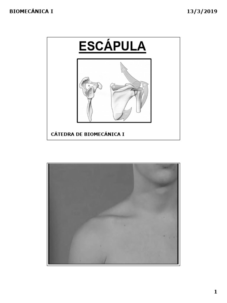 4 - Escápula | PDF | Sistema musculoesquelético | Anatomía humana