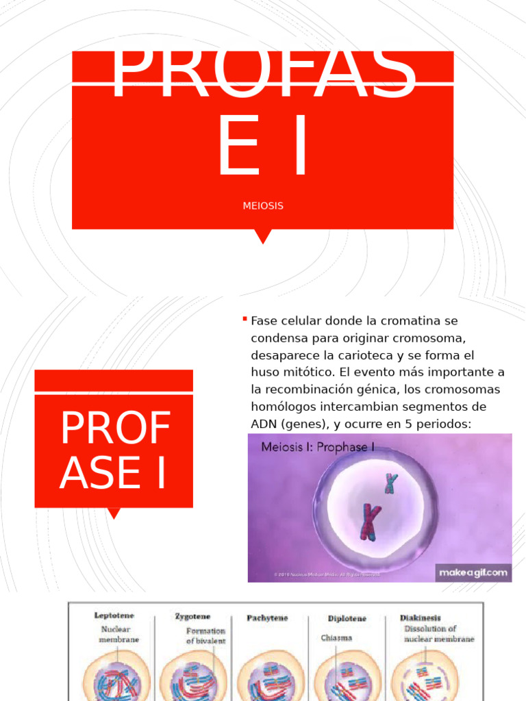 Profase I | PDF | Estudios de idiomas extranjeros