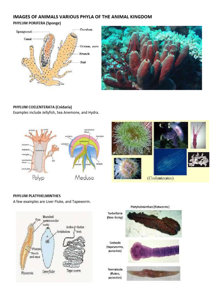 Images of Animals Various Phyla of The Animal Kingdom | PDF