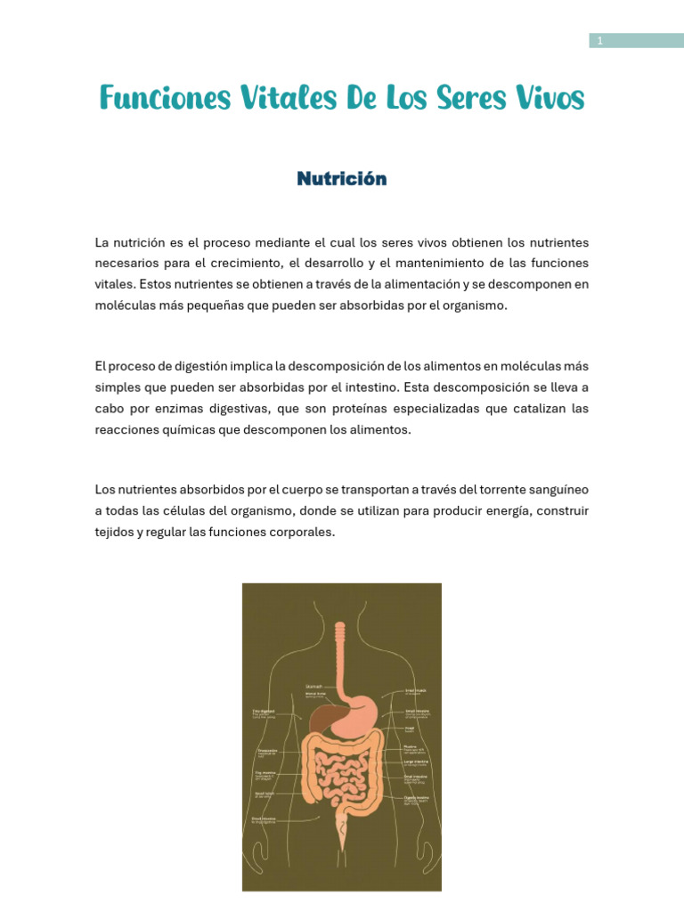 Funciones Vitales de los Seres Vivos | PDF | Reproducción | Excreción