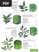 Filotaxia | PDF | Folha | Morfologia vegetal