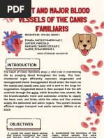 Labeled Cat Skeleton Anatomy Guide | PDF | Vertebra | Vertebral Column