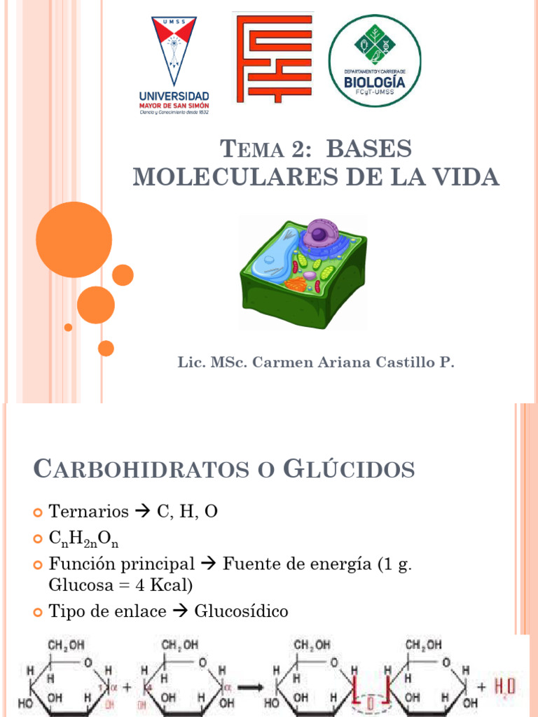 Tema 2. Bases Moleculares de La Vida | PDF | Carbohidratos | Polisacárido