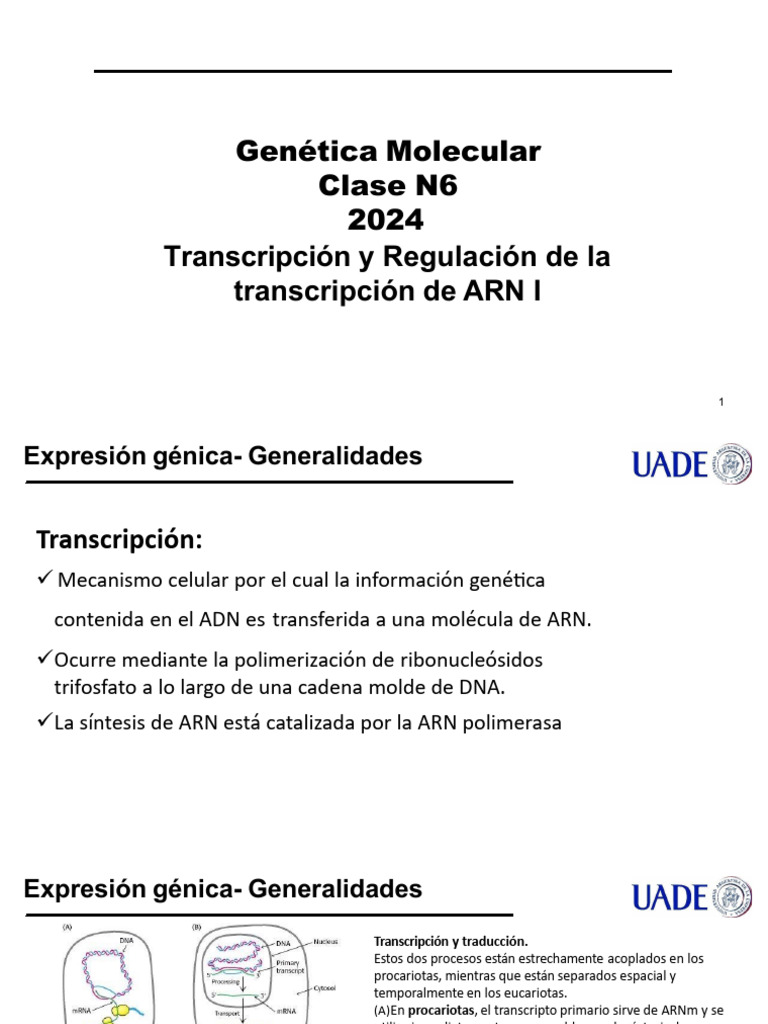 Clasetranscripcion 2024 | PDF | Rna | Adn