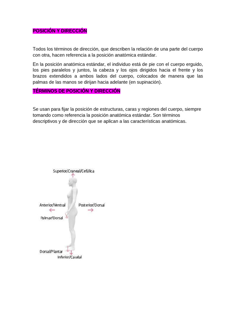 Posicion Anatomica | PDF