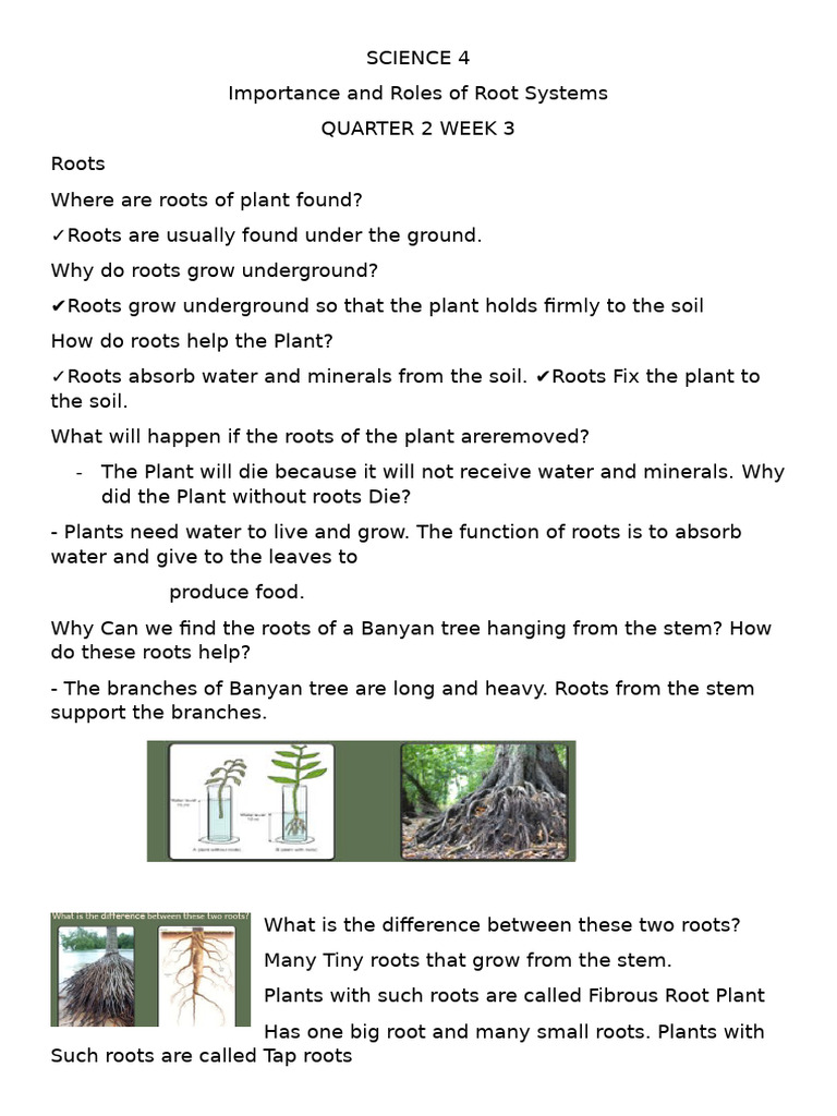 q2 SCIENCE WEEK 3 5 NOTES | PDF | Coast | Leaf