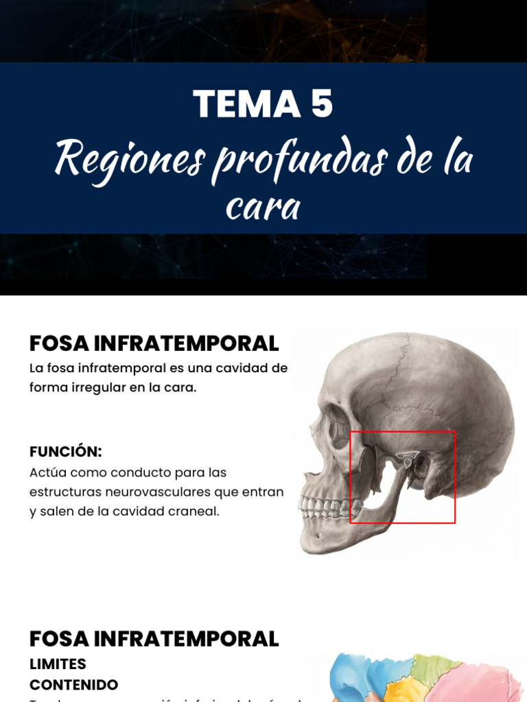 Fosa Infratemporal: Anatomía y Función | PDF | Otorrinolaringología ...