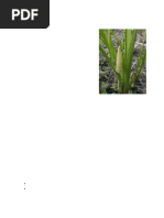 Lubigan Plant: Benefits and Uses | PDF | Medicine | Plant Diseases