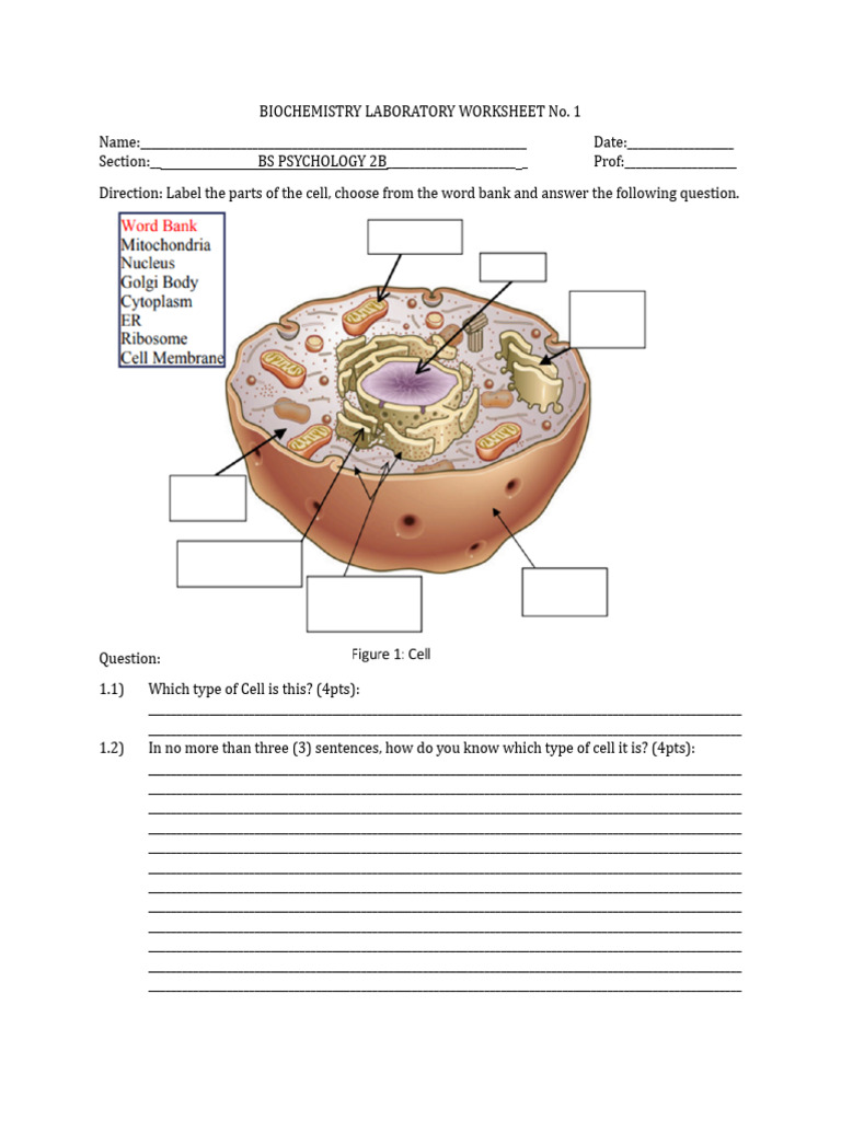 Biochemistry Laboratory Worksheet | PDF