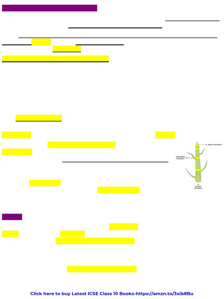 Chemical Coordination in Plants 2023-24 | PDF | Plant Hormone | Auxin