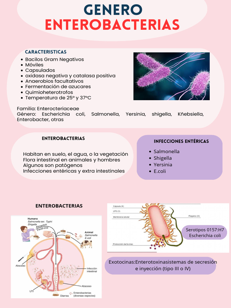 Enterobacterias | PDF