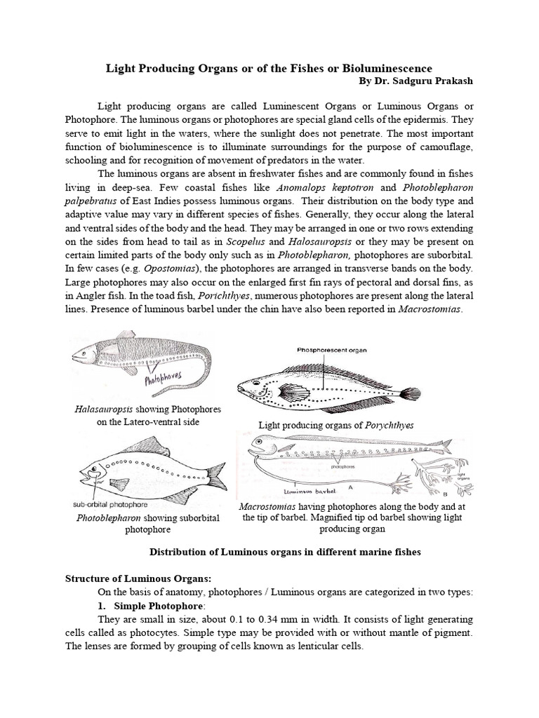 Bioluminescent Organs in Fishes | PDF | Luciferase | Nerve