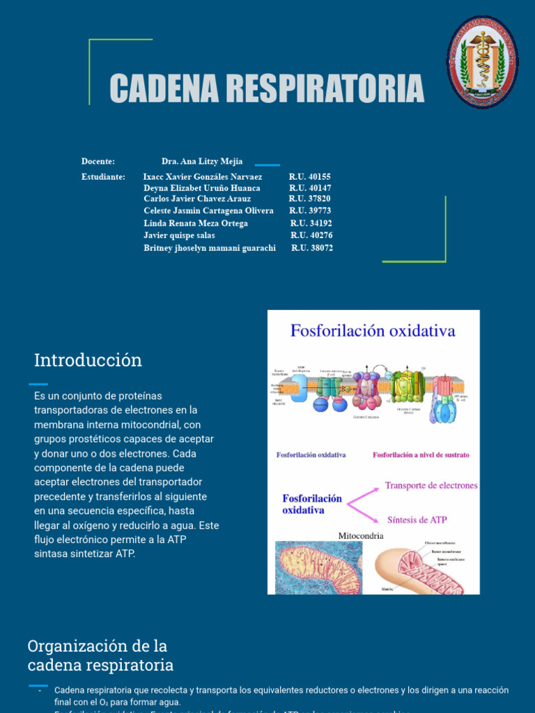 Cadena Respiratoria Presentación | PDF | Cadena de transporte de electrones | Trifosfato de ...