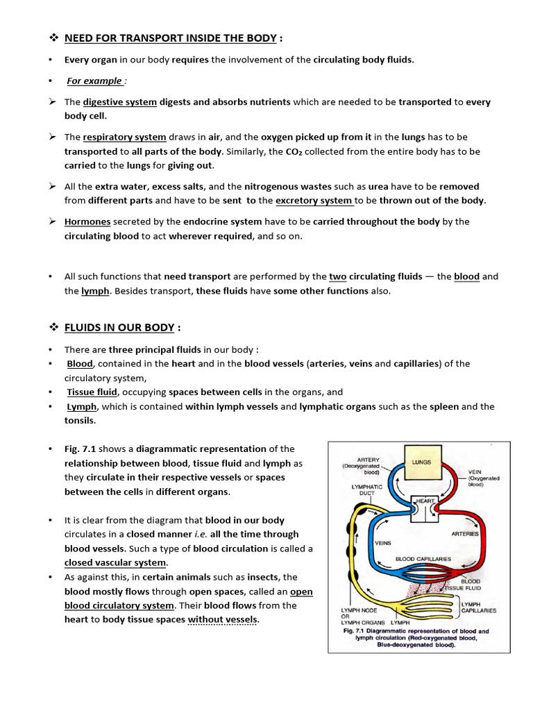 01 Circulatory System | PDF | Blood Type | White Blood Cell