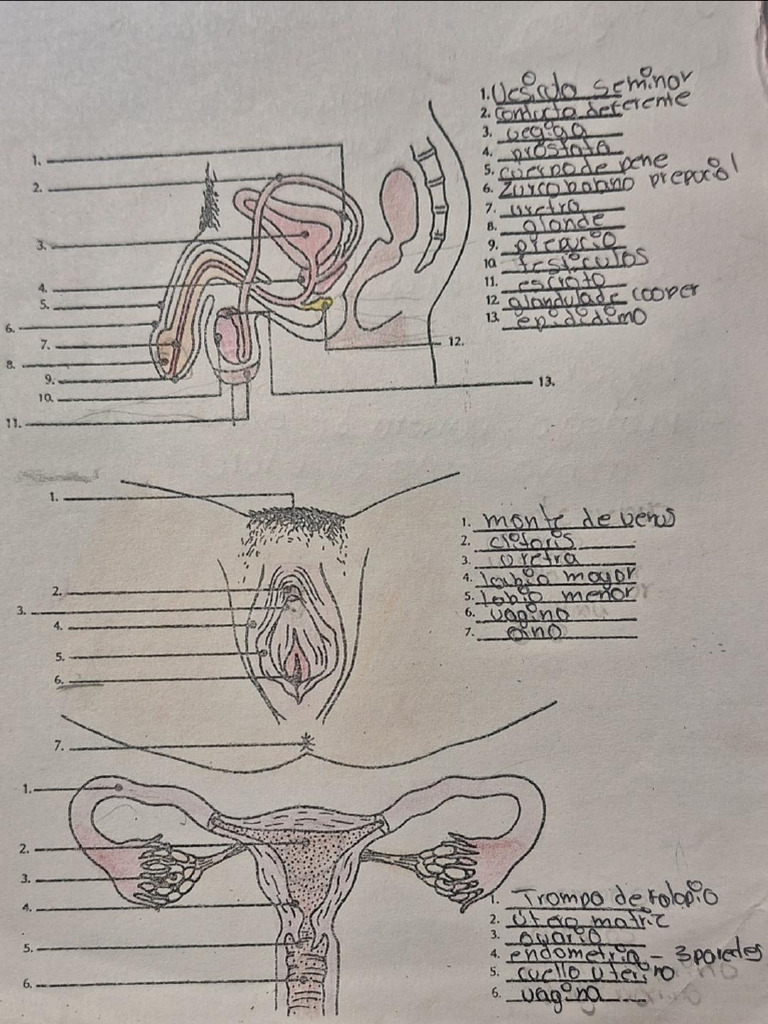 Órganos Reproductores | PDF