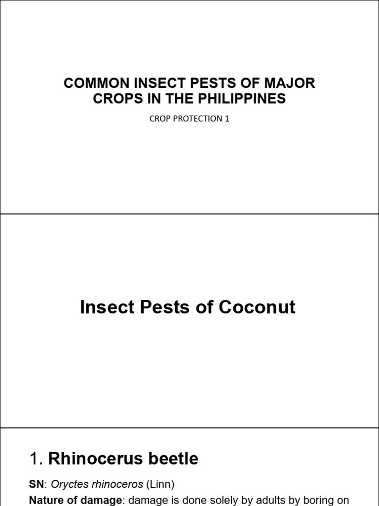 Philippine Crop Pest Guide | PDF | Pest (Organism) | Beetle