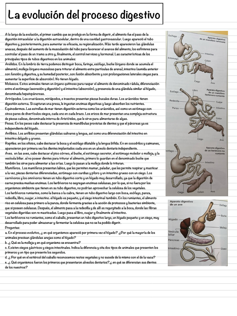 Nutrición Animal | PDF | Sistema digestivo humano | Digestión
