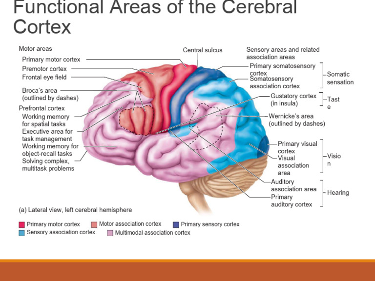 Functional Areas of Cerebral Cortex | PDF | Cerebral Cortex | Somatosensory System