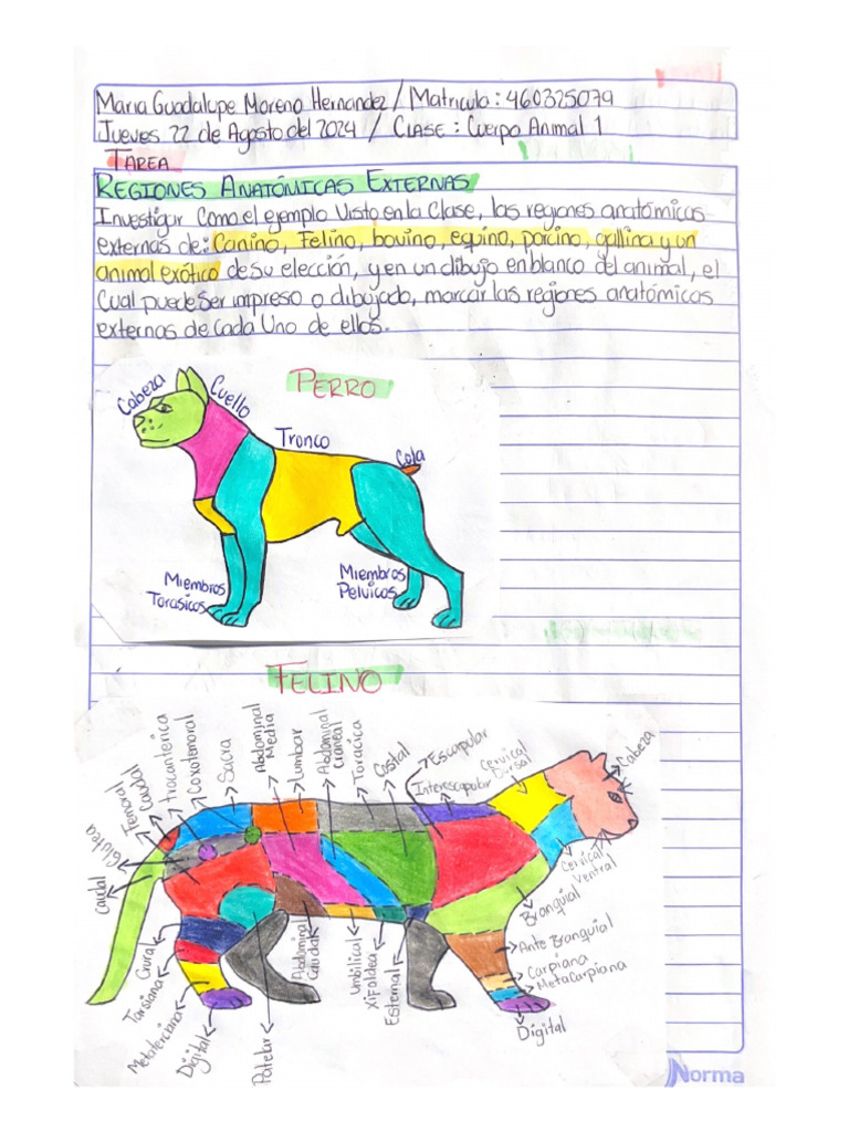 Regiones Anatómicas Externas | PDF