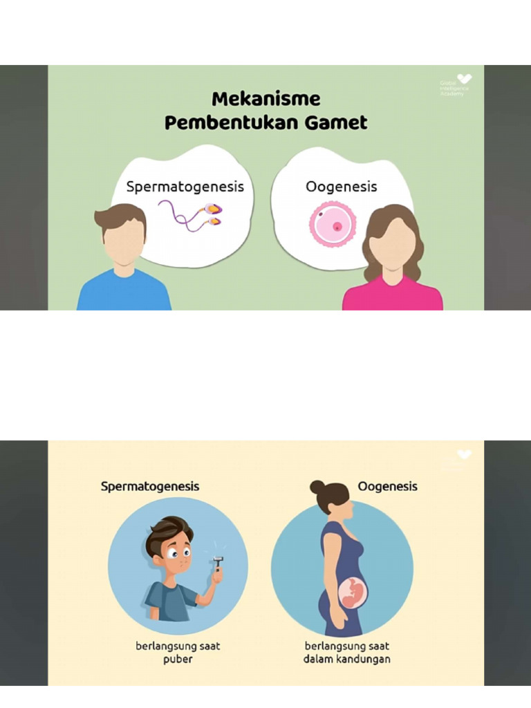 Mekanisme Pembentukan Gamet | PDF