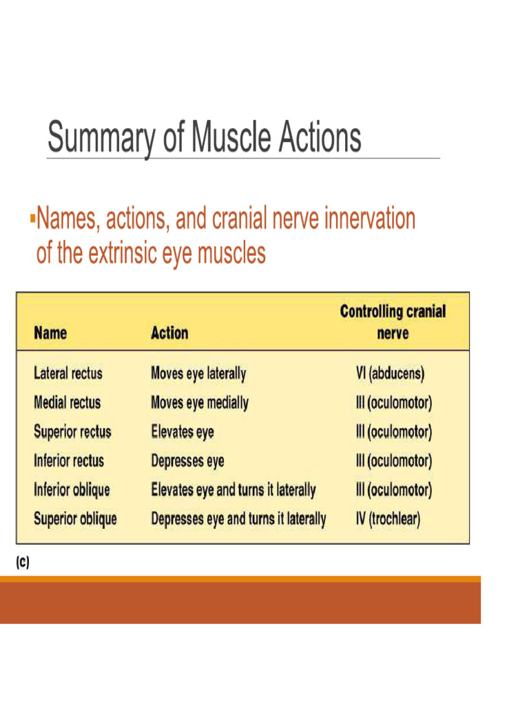 Functions of Eye Muscles | PDF