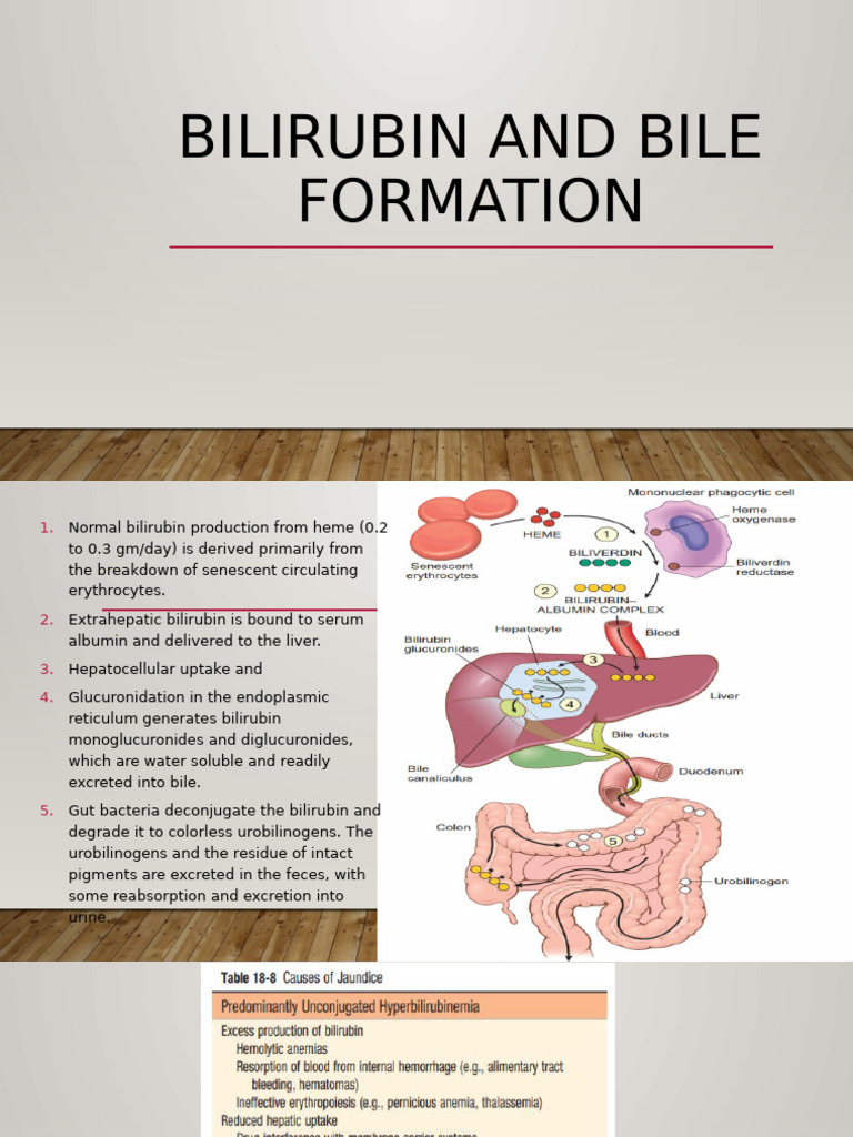 Bilirubin and Bile Formation | PDF | Liver | Medical Specialties