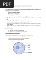 Chloroplast Labelled A Level Diagram | PDF | Chloroplast | Cell (Biology)