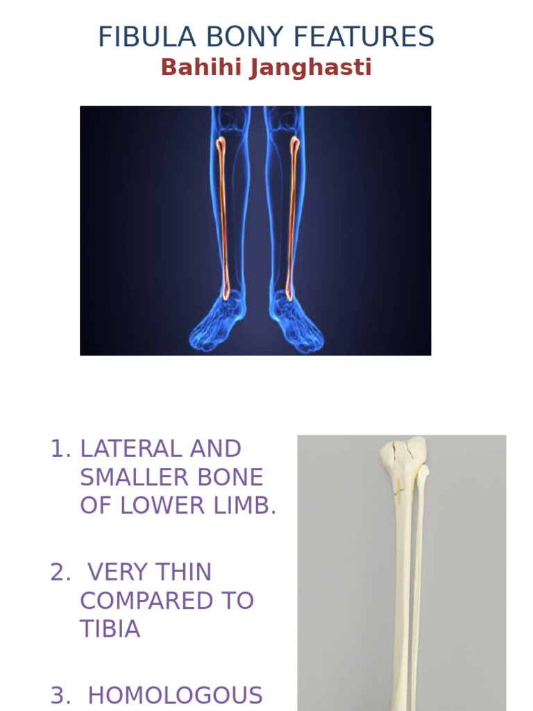 Fibula Bony Features | PDF | Musculoskeletal System