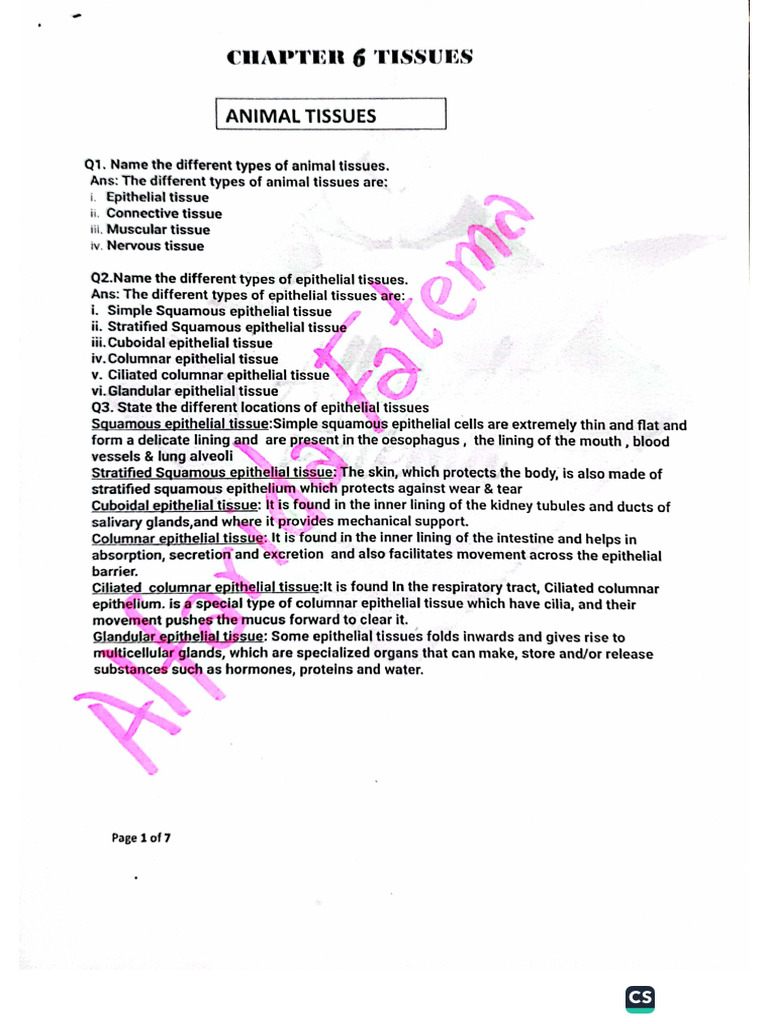 Chapter 6 Tissues, Part-2 (Animal Tissues) | PDF