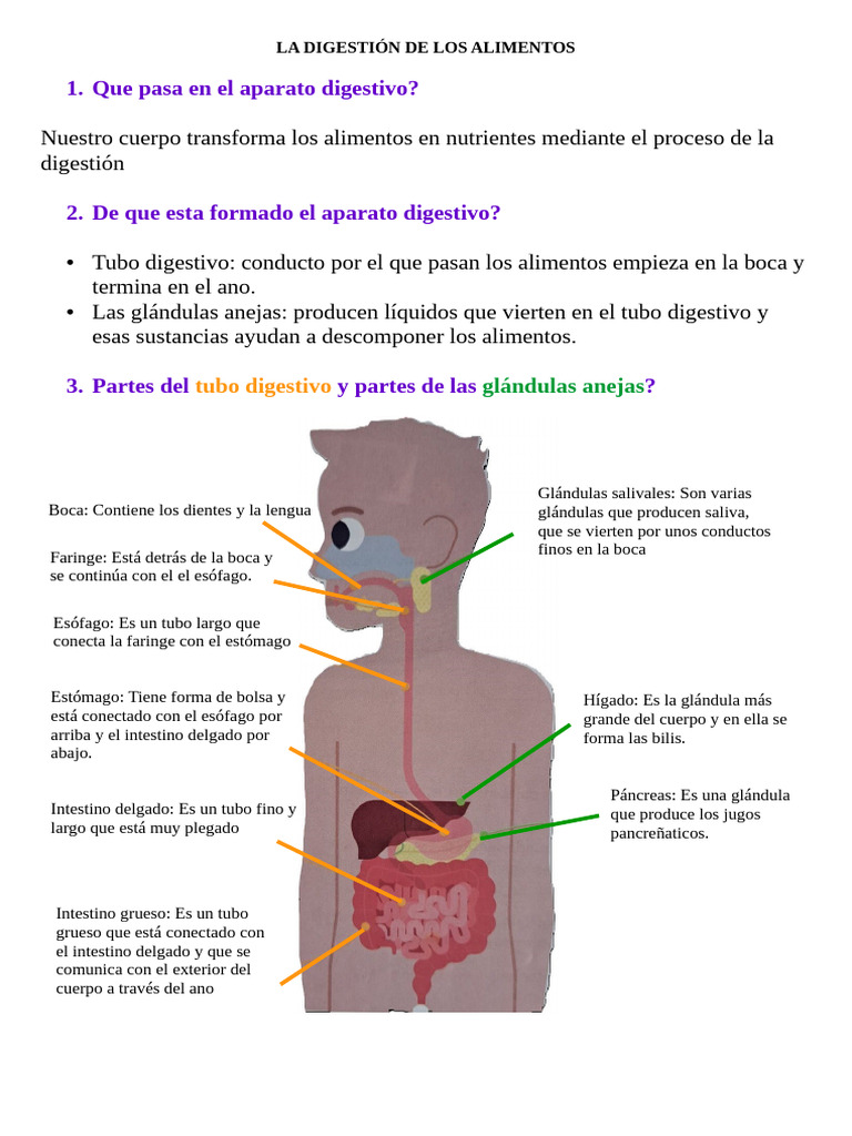 El Proceso de Digestión Humana | PDF | Sistema digestivo humano | Digestión