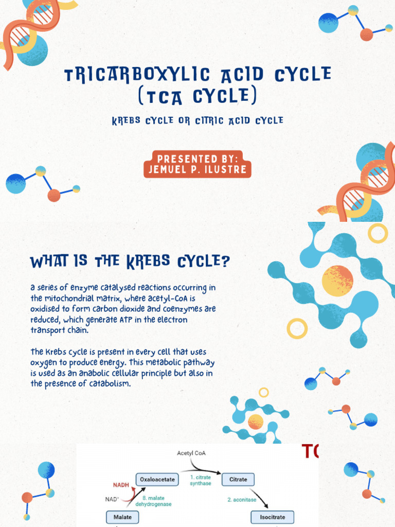 Krebs Cycle | PDF | Wellness | Technology & Engineering