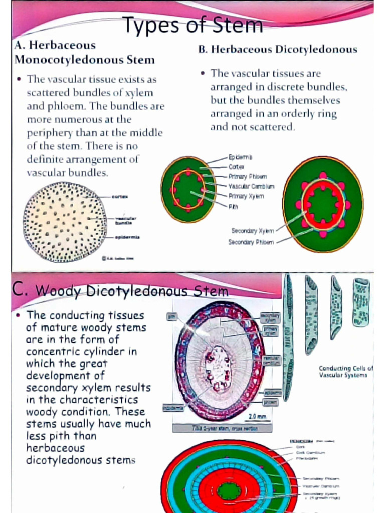 Botany Stem | PDF