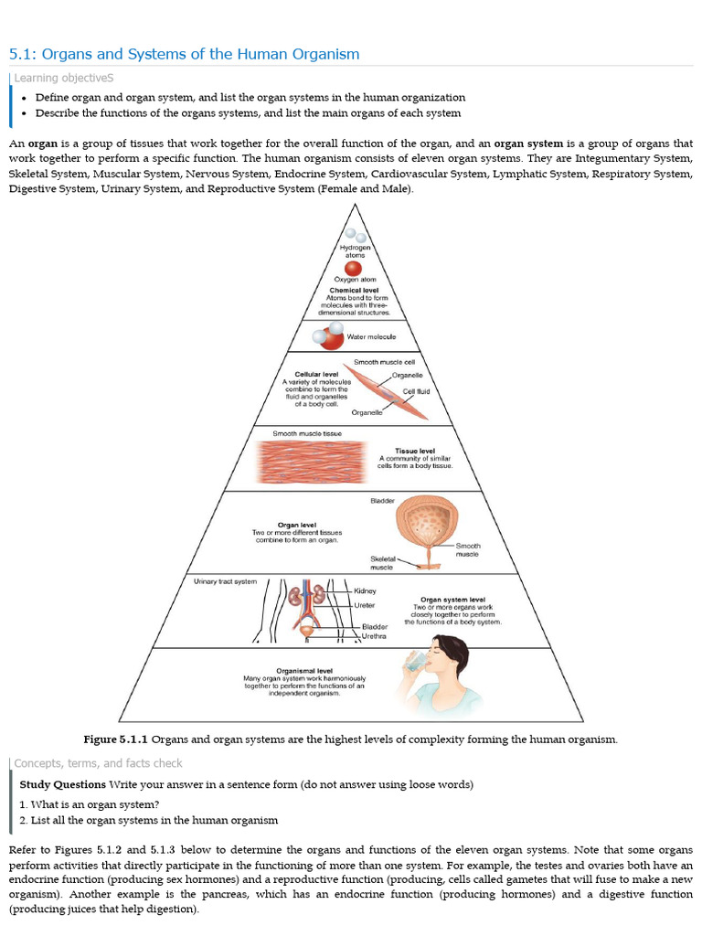 Human Organ Systems Overview | PDF | Human Body | Anatomy