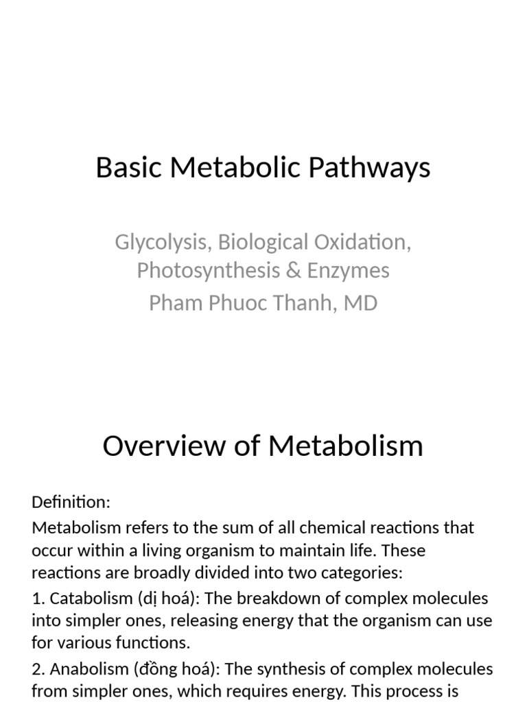 Topic 2 Basic Metabolic Pathways | PDF | Cellular Respiration | Metabolism