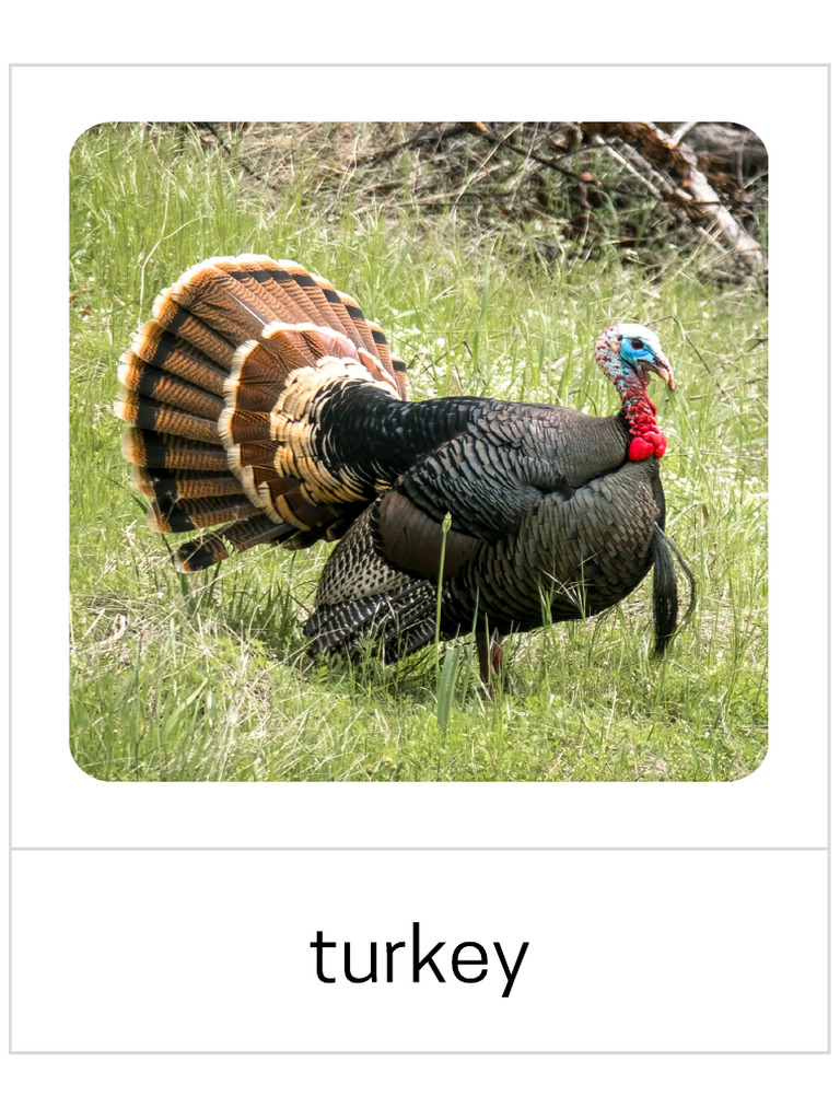 Farm Animals2 Pdf Pdf