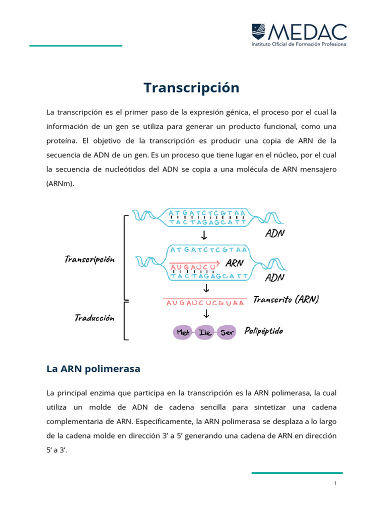 Transcripción | PDF | Rna | Adn