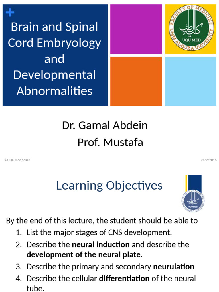 Brain and Spinal Cord Embryology and Developmental Abnormalities, Week ...