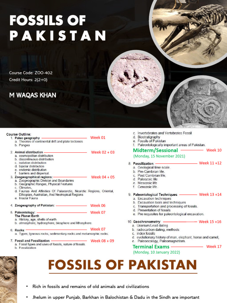 17-Fossils of Pakistan | PDF | Dinosaurs | Paleontology