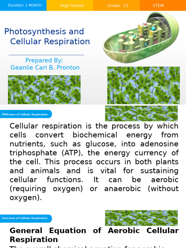 Photosynthesis and Cellular Respiration Overview | PDF | Cellular ...