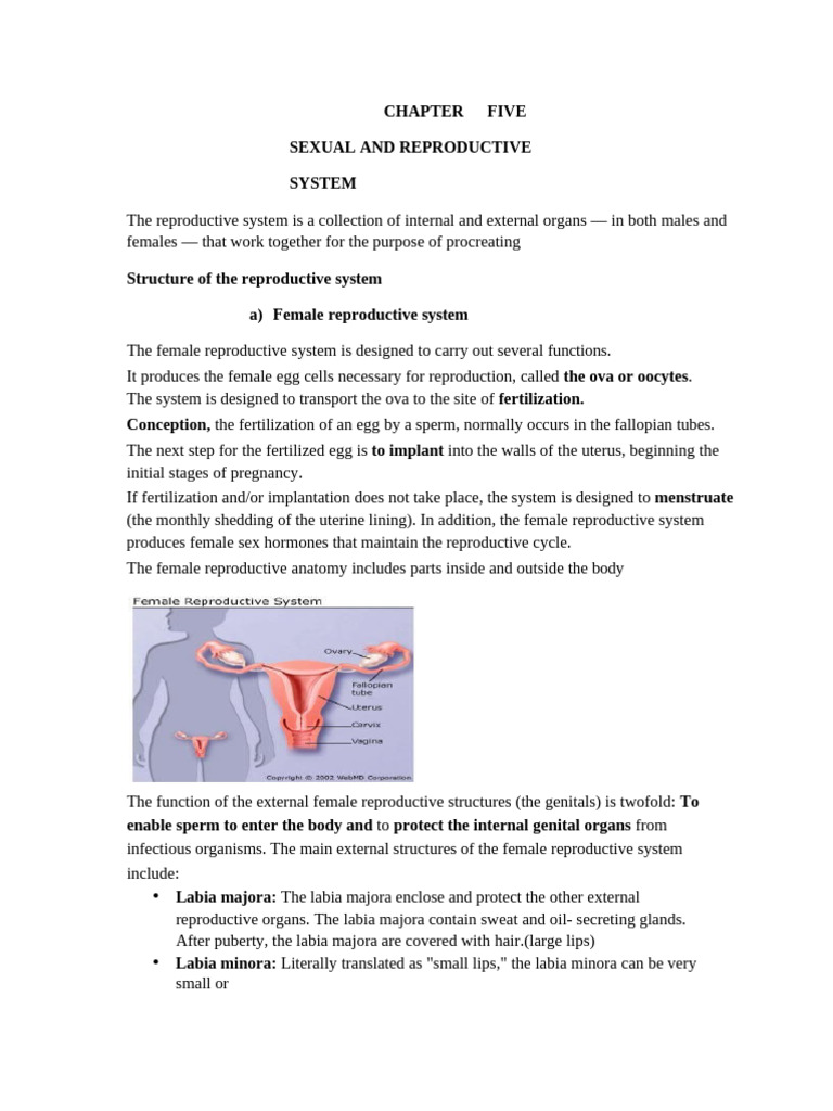 Chapter Five Sexual and Reproductive System 11 | PDF | Testicle ...