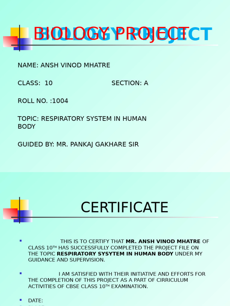 Respiratory System | PDF | Respiratory Tract | Respiratory System