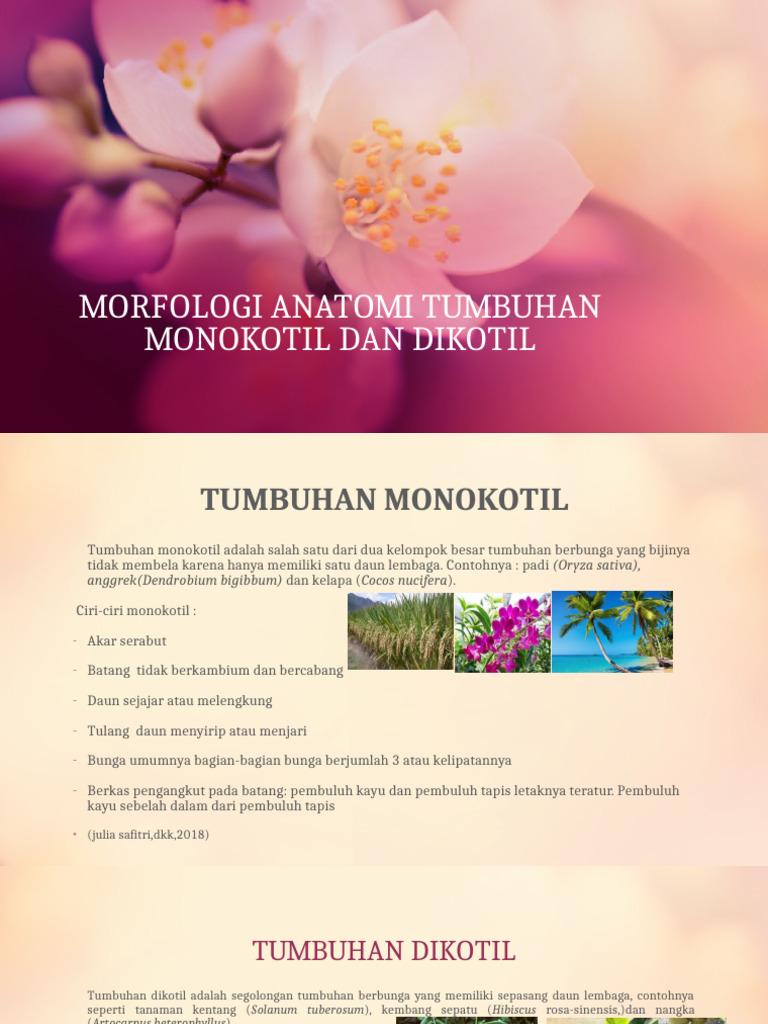 Morfologi Anatomi Tumbuhan Monokotil Dan Dikotil | PDF