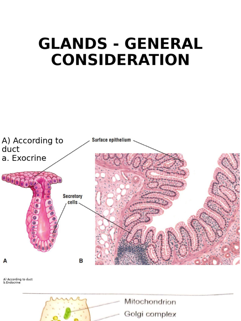 Glandular Epithelium Overview Diagram | PDF