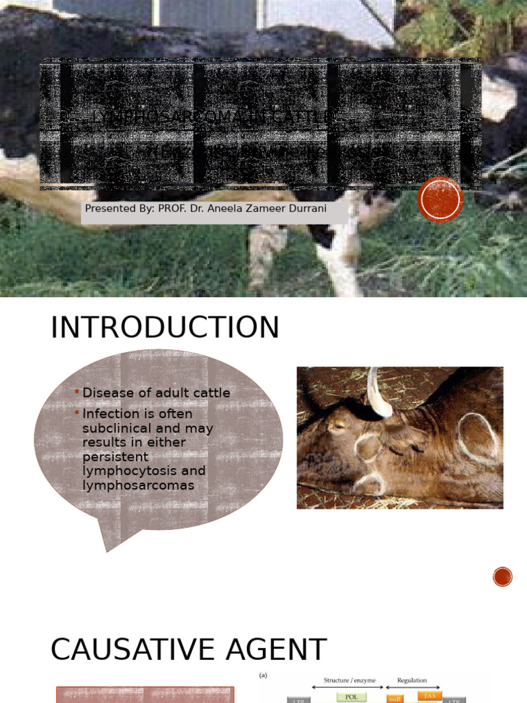 Lymphosarcoma in Cattle Overview | PDF | Infection | Medical Specialties
