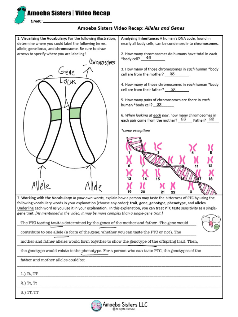 Video Recap of Alleles and Genes by Amoeba Sisters | PDF | Genotype ...