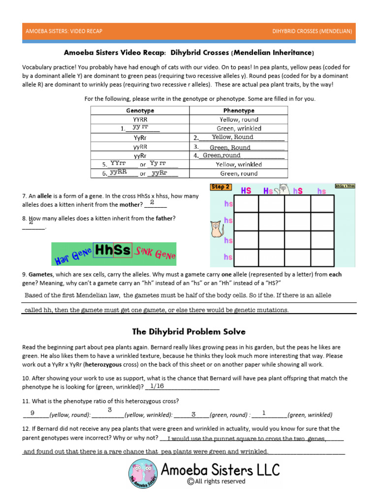 Video Recap of Dihybrid Cross by Amoeba Sisters 2 | PDF | Dominance ...